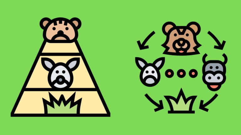 How Does Energy Flow Through An Ecosystem? - Online Field Guide