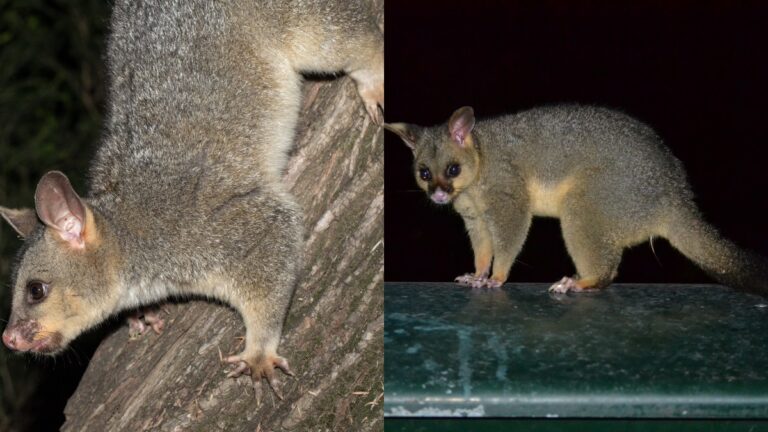 What Do Possums Sound Like? - Online Field Guide