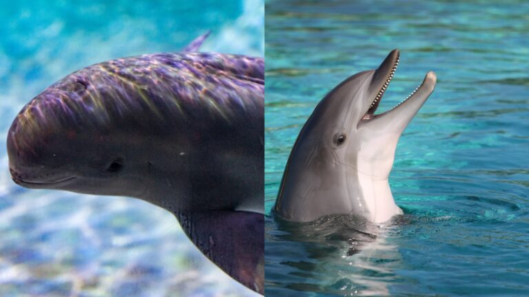 What Is The Difference Between A Porpoise And A Dolphin - Online Field ...