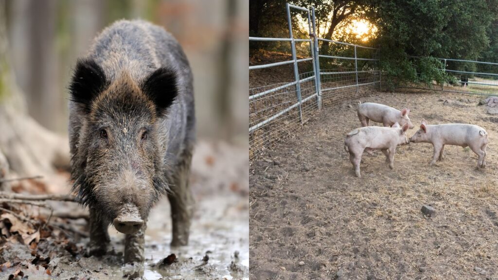 When Were Pigs Domesticated? - Online Field Guide