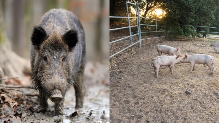 When Were Pigs Domesticated? - Online Field Guide