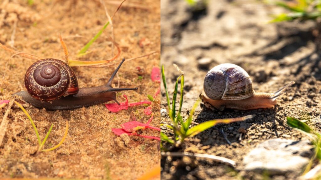 Why is My Snail Digging - Online Field Guide