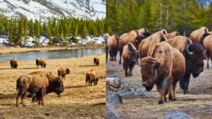10 Facts About Bison - Online Field Guide