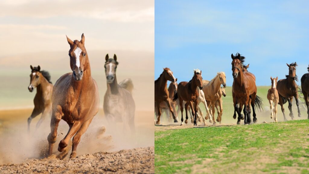 How Many Horses Are In The World - Online Field Guide