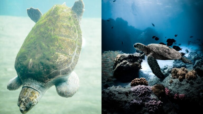 How Long Can Turtles Hold Their Breath? - Online Field Guide