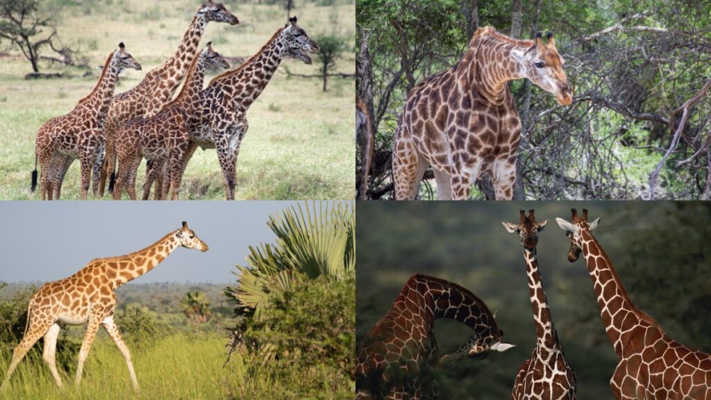 How Many Species Of Giraffes Are There? - Online Field Guide