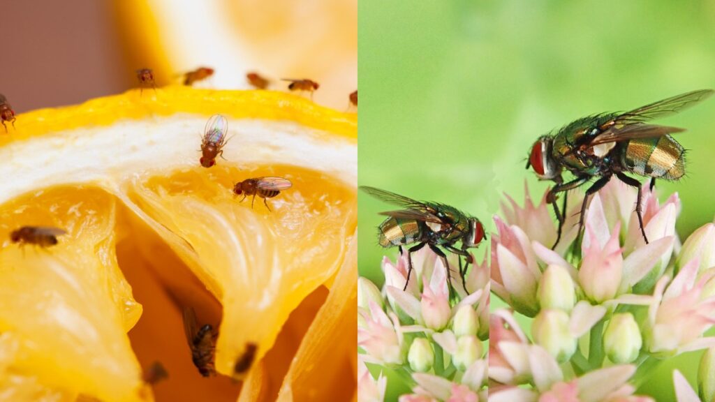 What Do Flies Do For The Environment? - Online Field Guide