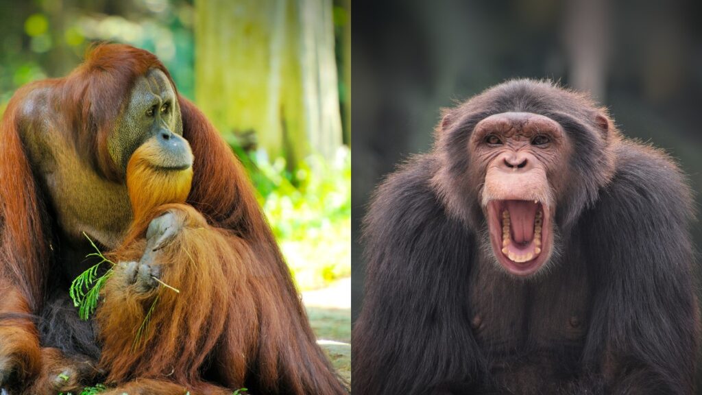10 Facts About Apes Online Field Guide
