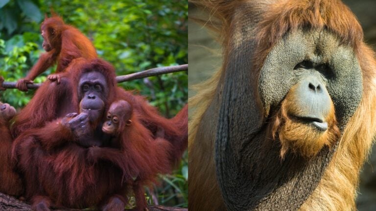10 Facts About Orangutans - Online Field Guide