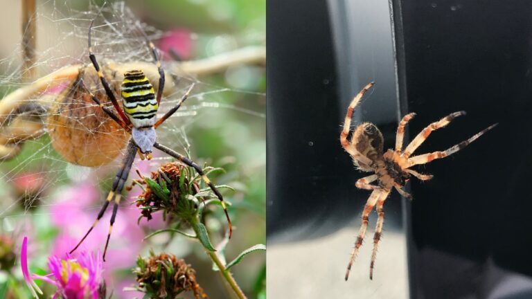 Adjectives for Spiders: Words to Describe Spiders - Online Field Guide