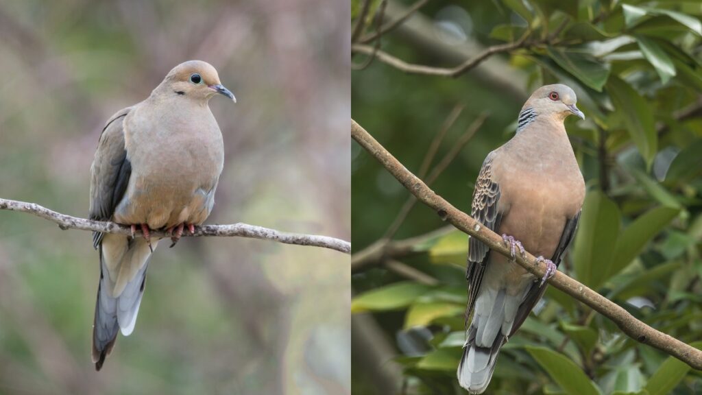 What Is a Group of Doves Called? - Doves Collective Nouns. - Online ...