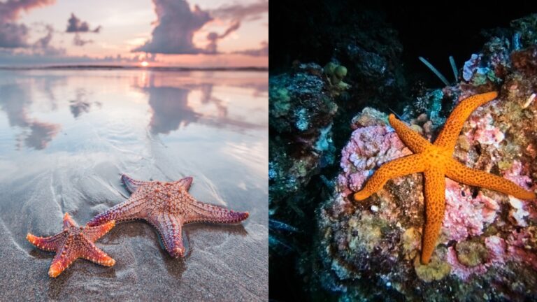 Why Are Starfish Keystone Species? - Online Field Guide
