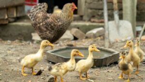 Can Chickens Breed With Ducks? - Online Field Guide