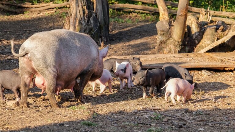 Animal Facts Archives - Online Field Guide