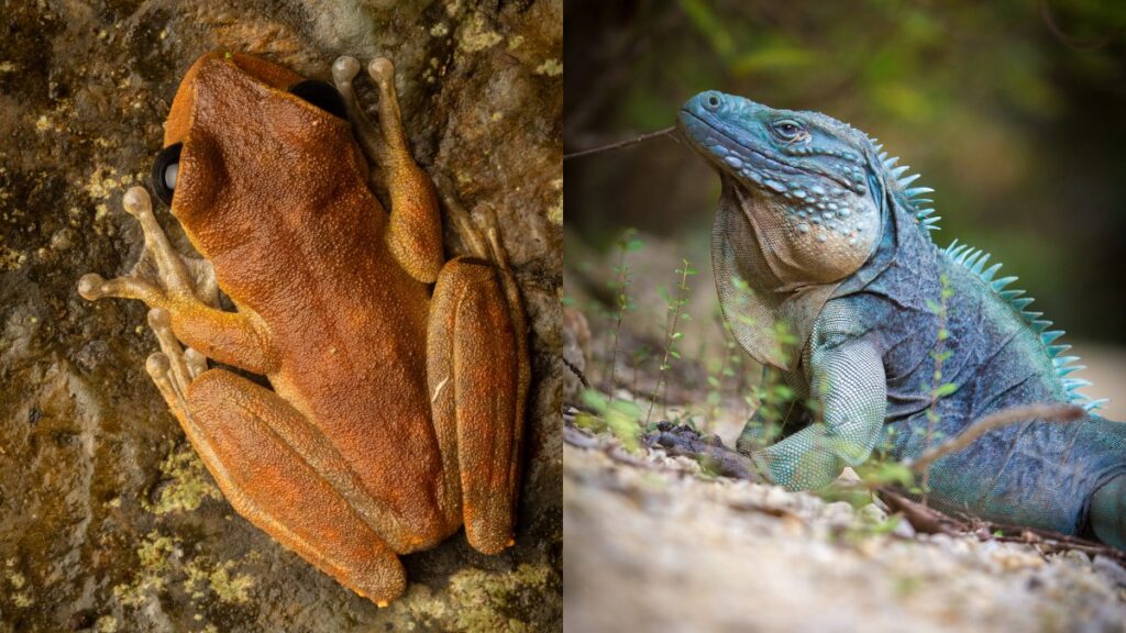 Endangered Amphibians and Reptiles - Online Field Guide