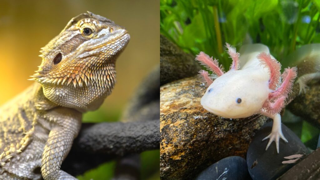 Reptile and Amphibian Health Care - Online Field Guide