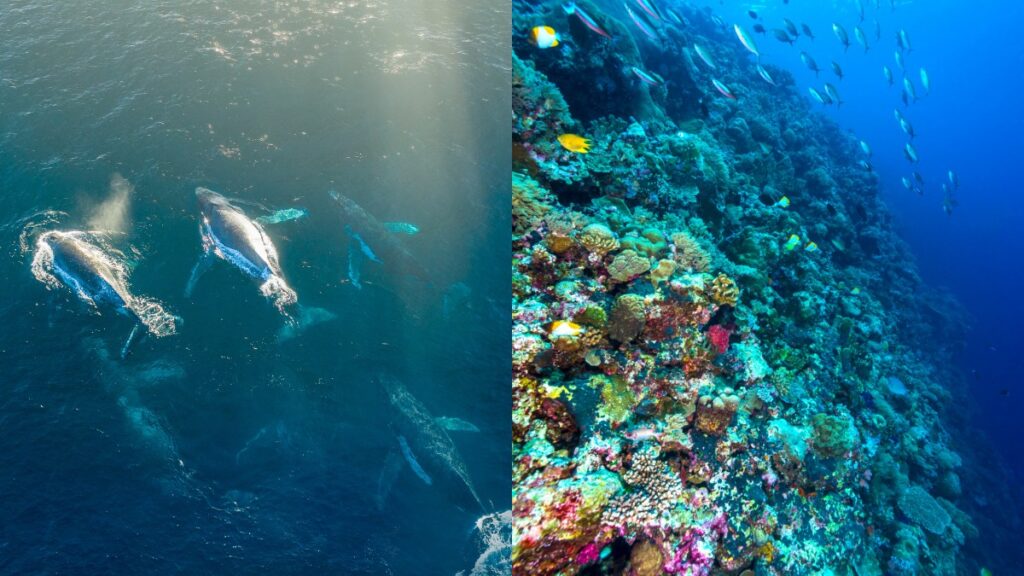 Marine Animal Migration - An Introductory Guide - Online Field Guide
