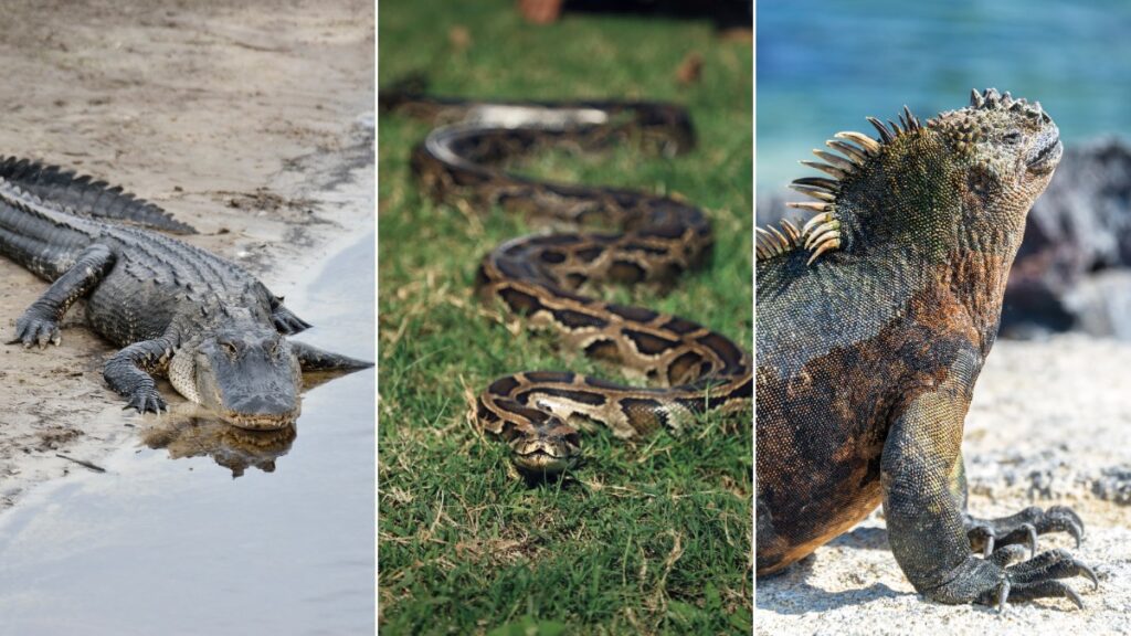Threats to Reptilian Biodiversity - Online Field Guide