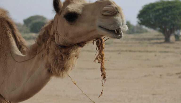 Why Do Camels Eat Snakes? - Online Field Guide
