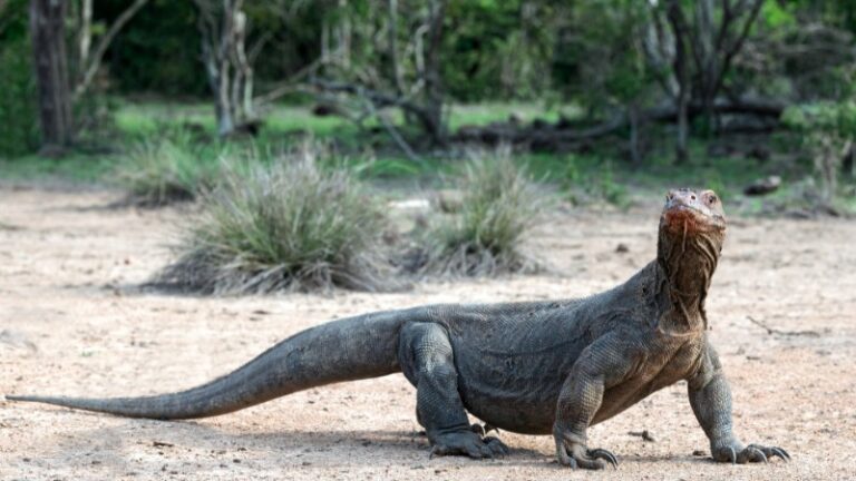 10 Animals That Eat Mice - Online Field Guide