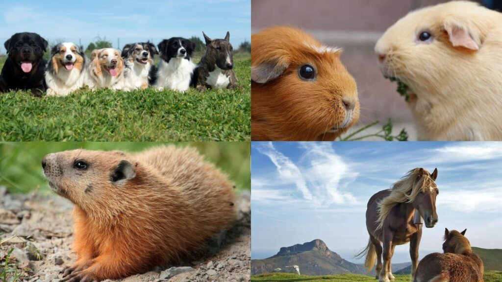 10 Animals That Eat Oats - Online Field Guide