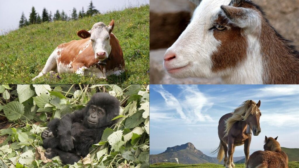 10 Animals That Eat Leaves - Online Field Guide