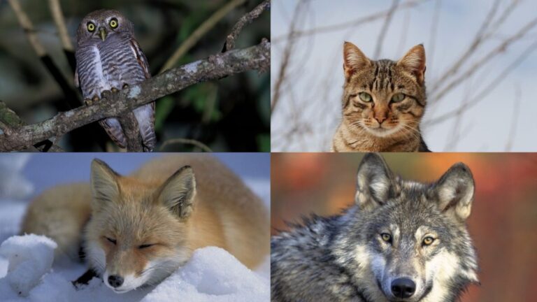 Animals That Have Red Eyes At Night - Online Field Guide
