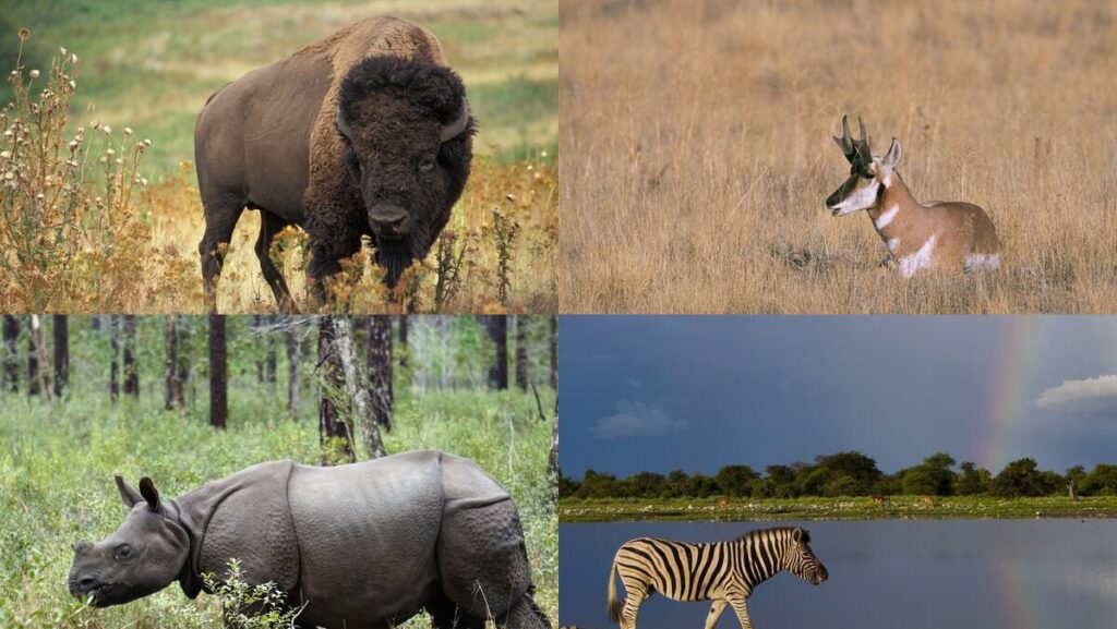 Animals In The Temperate Grassland - Online Field Guide