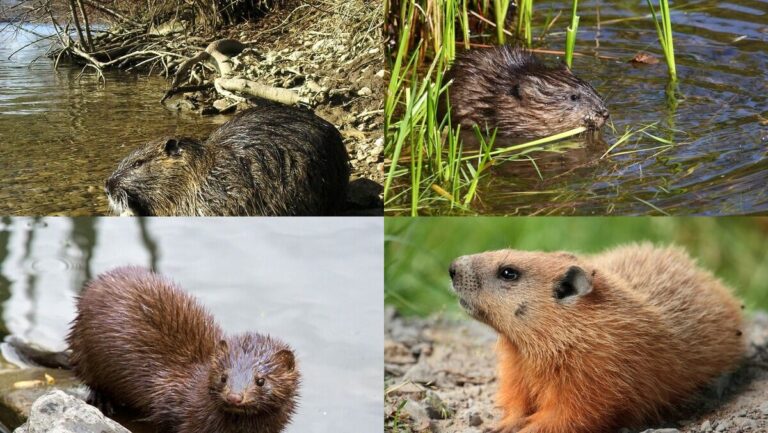 10 Animals That Look Like Beavers - Online Field Guide