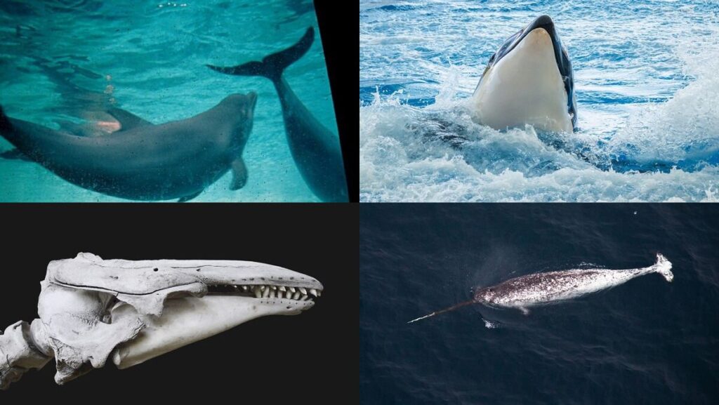 10 Animals Similar To Dolphins - Online Field Guide