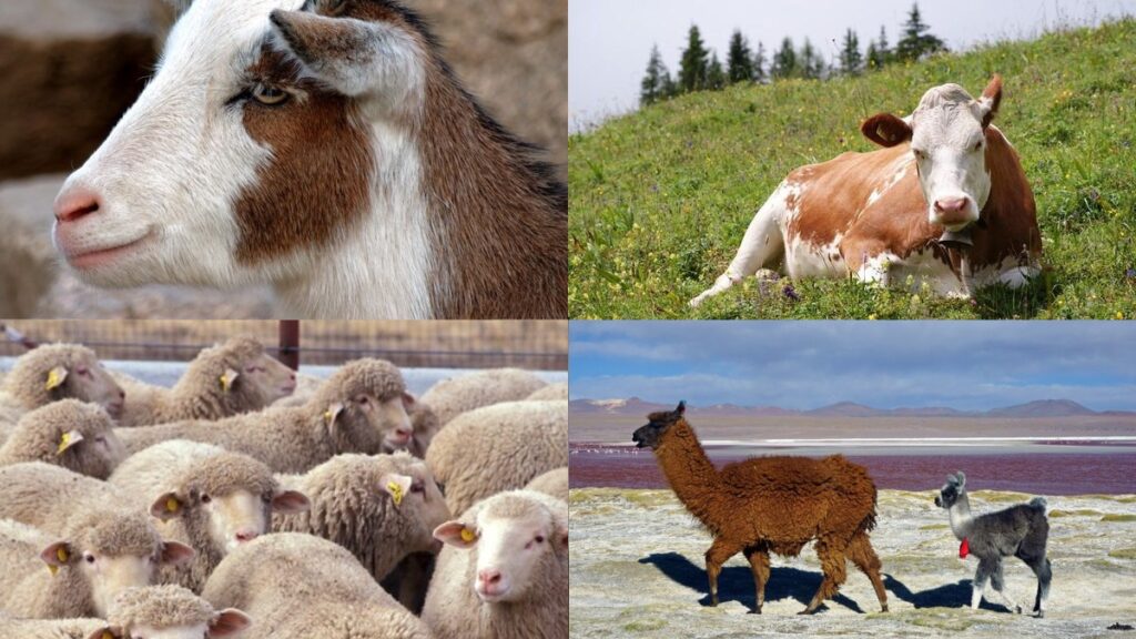 10 Animals That Eat Ferns - Online Field Guide