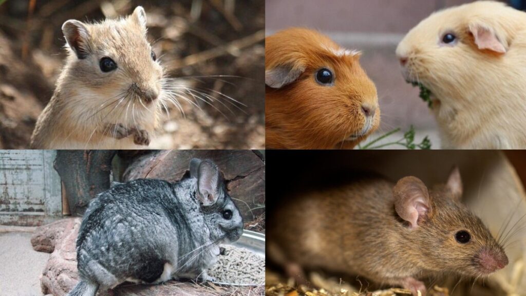 10 Animals Similar To Hamsters - Online Field Guide