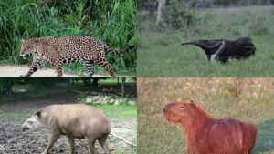 10 Animals In Paraguay - Online Field Guide