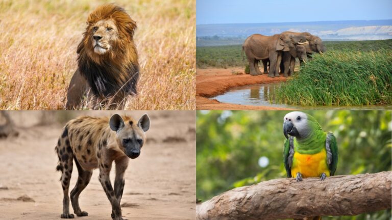 10 Animals In Senegal - Online Field Guide