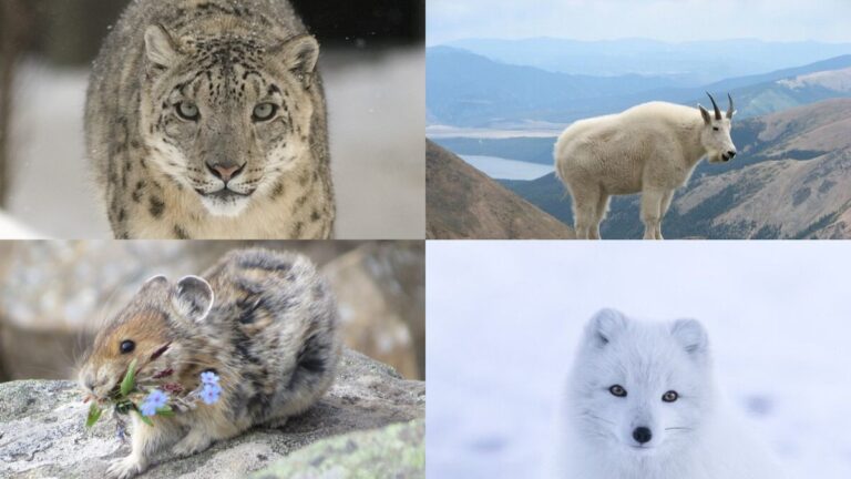 10 Animals In Alpine Tundra - Online Field Guide