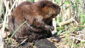 10 Animals Similar To Beavers - Online Field Guide