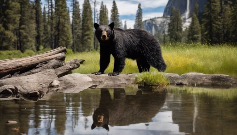 Animals Found In Yosemite National Park - Online Field Guide