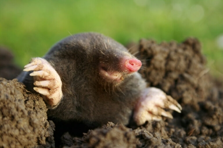 10 Animals That Dig Holes in Yards (With Pictures) - Online Field Guide