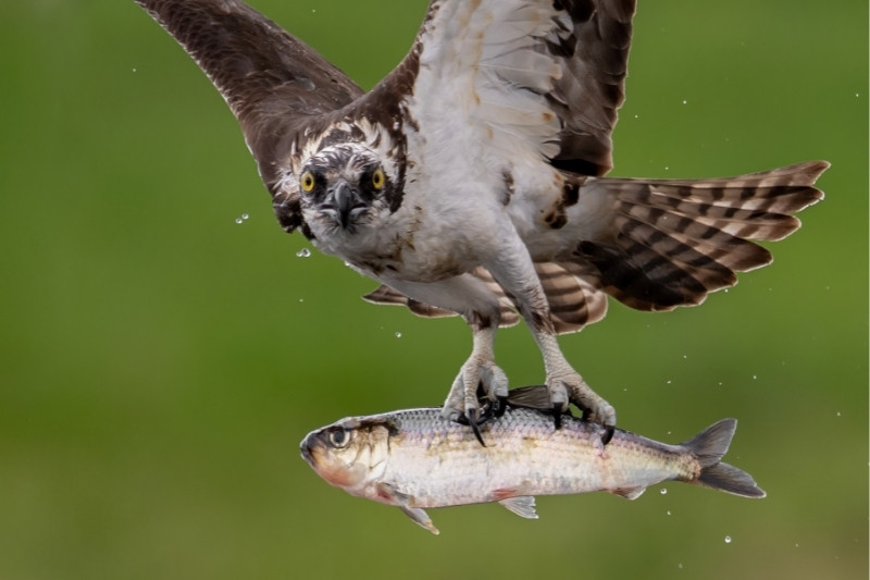 20 Animals That Eat Fish? - Online Field Guide