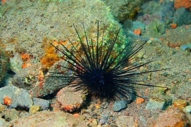 10 Animals With Spikes - Online Field Guide