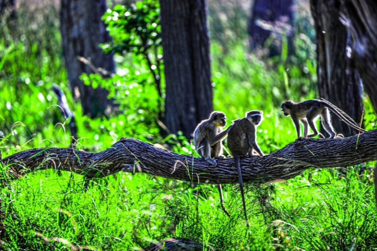 20 Animals That Live In The Forest (With Pictures) - Online Field Guide