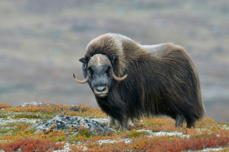 20 Animals With Big Foreheads (With Pictures) - Online Field Guide