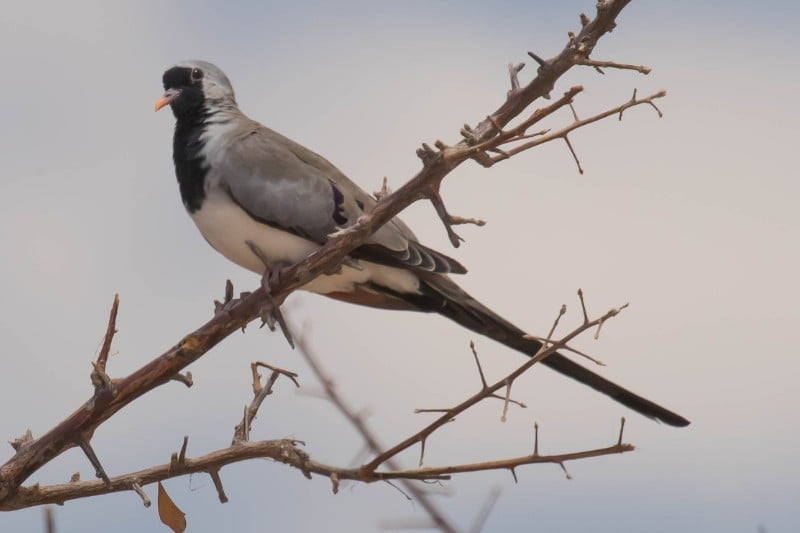 Birds That Start With The Letter N (With Pictures) - Online Field Guide
