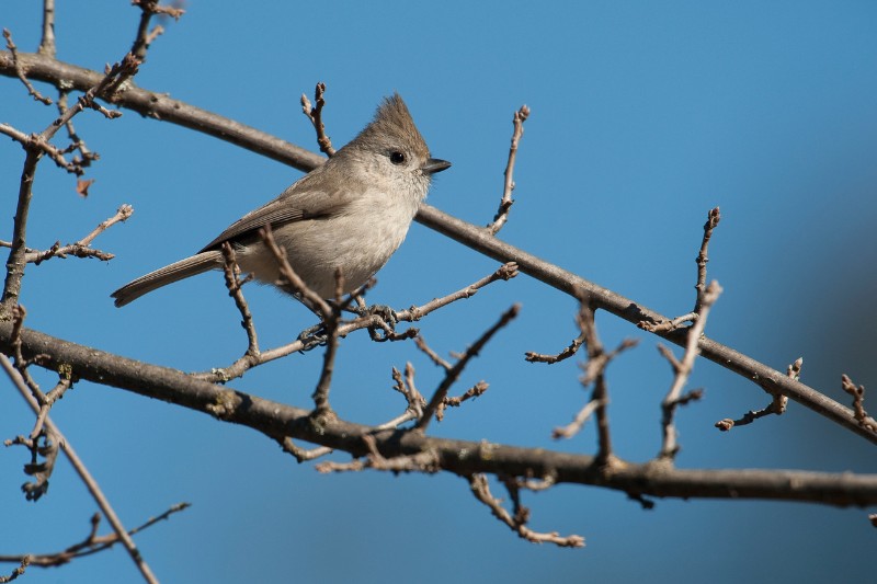 Birds That Start With The Letter O (With Pictures) - Online Field Guide