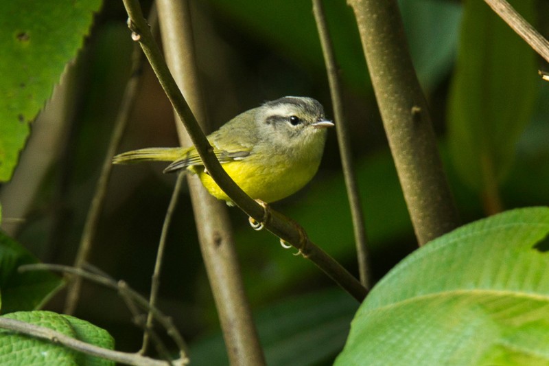 Birds That Start With The Letter T (With Pictures) - Online Field Guide